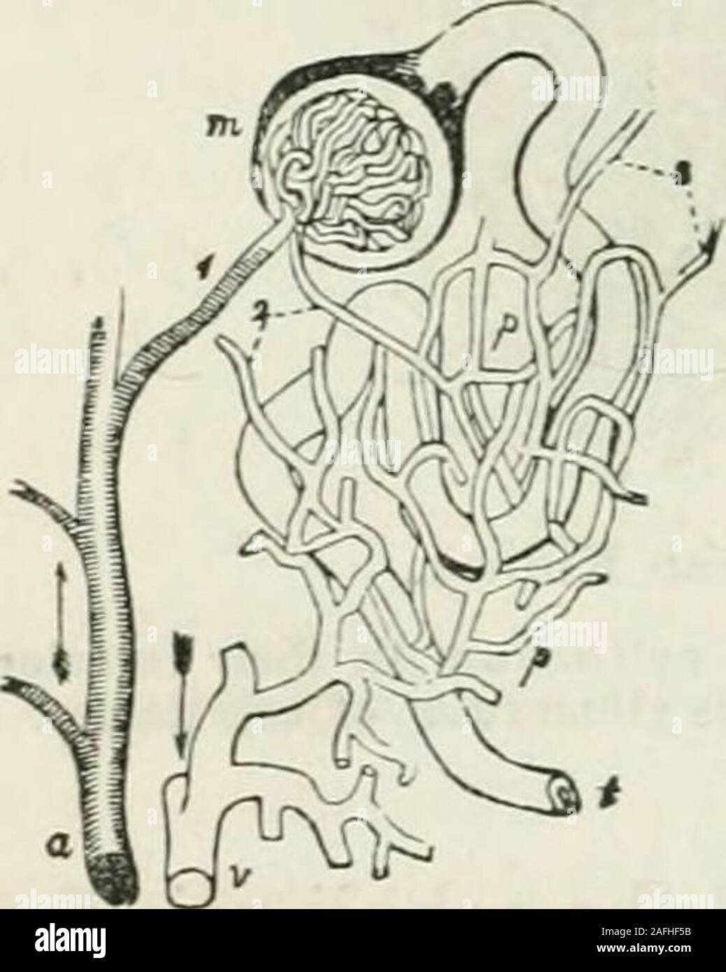 Renal circulation hi-res stock photography and images - Alamy