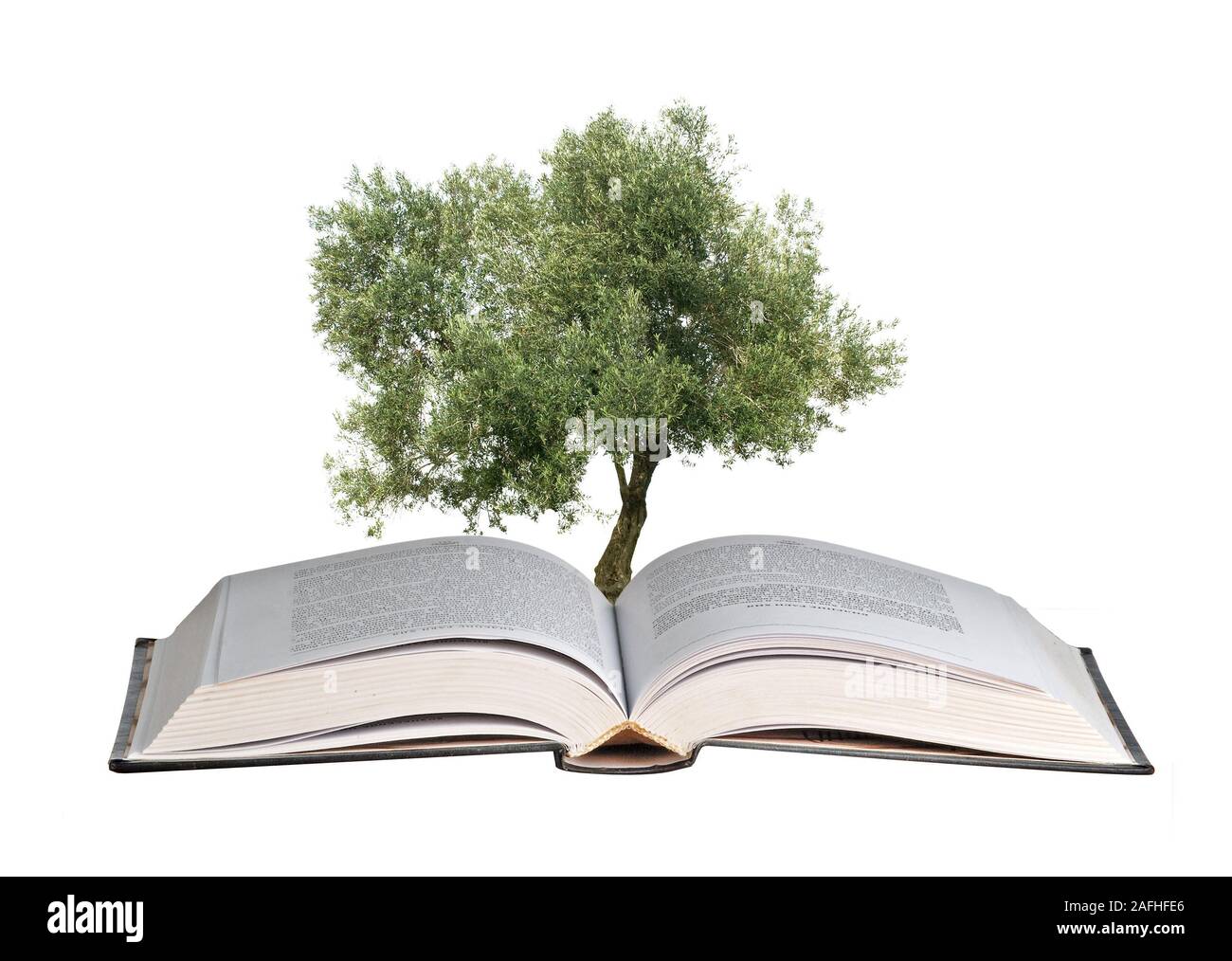 Olive tree growing from book Stock Photo - Alamy