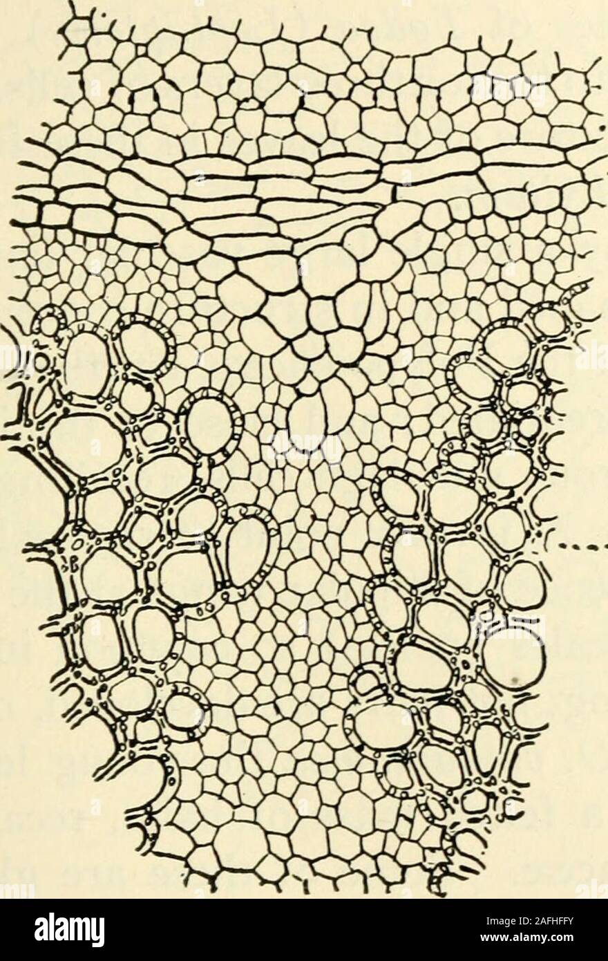 Woody stem cross section hi-res stock photography and images - Alamy