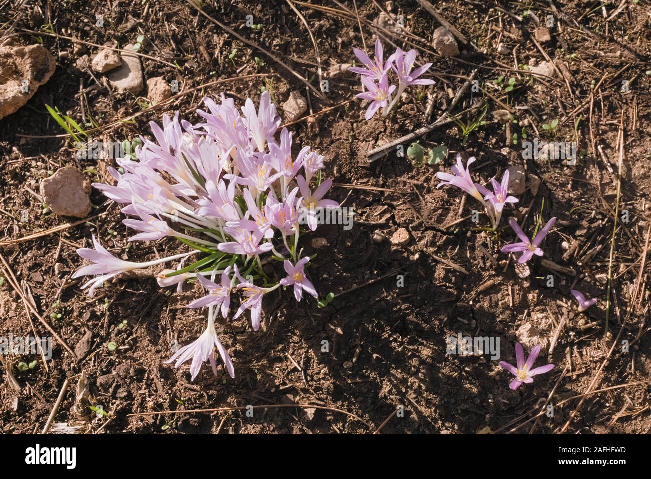 Wild Crocus High Resolution Stock Photography and Images - Alamy