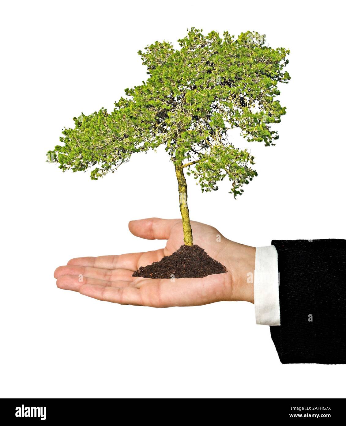 Pine tree in hand Stock Photo - Alamy