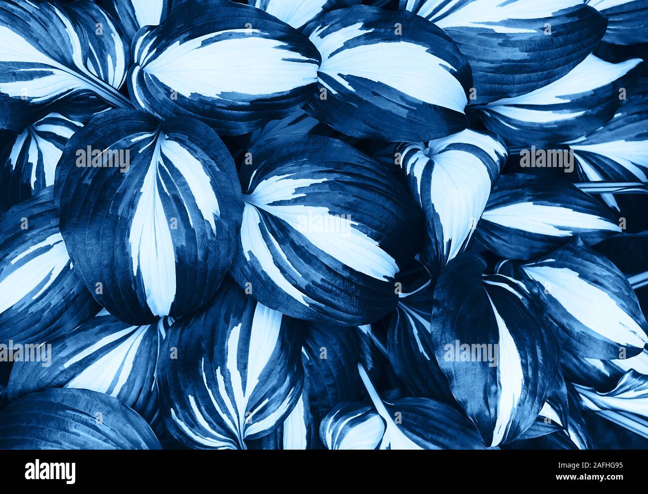 Perfect natural fresh hosta leaves pattern background. Color of the ...