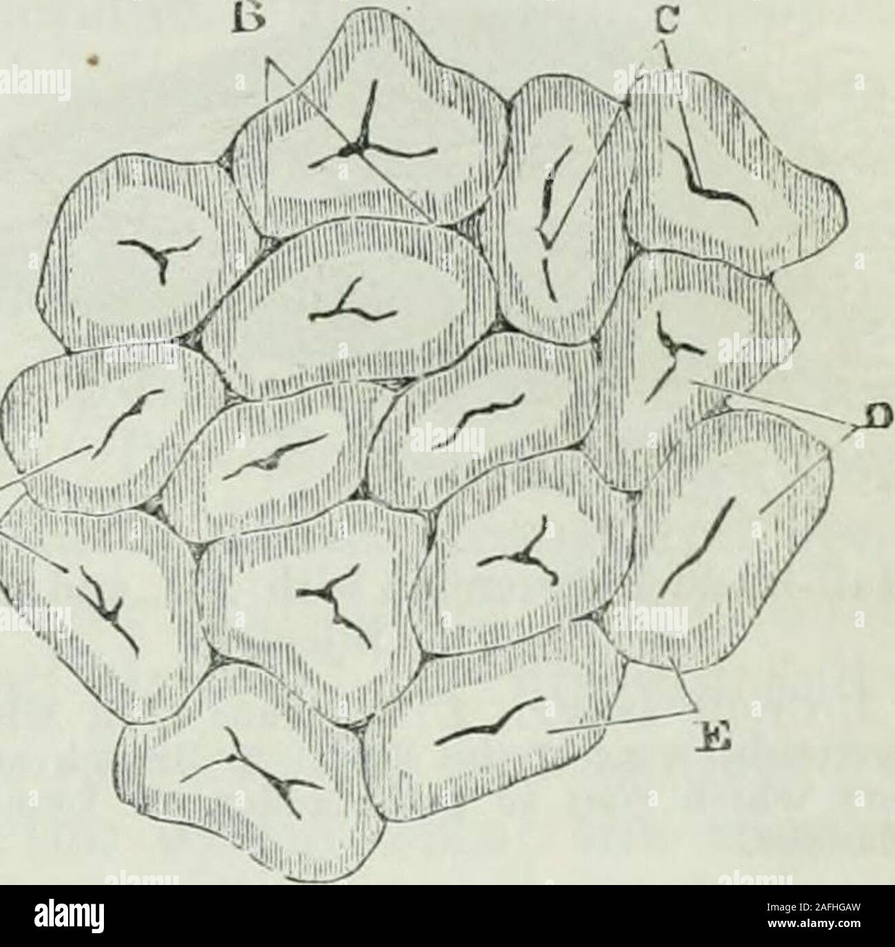 . Human physiology. First Stage of Hepatic Venous Congestion. Second ...