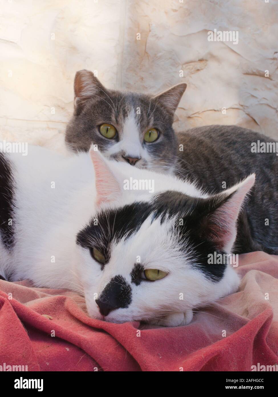Cuddly cats hi-res stock photography and images - Alamy
