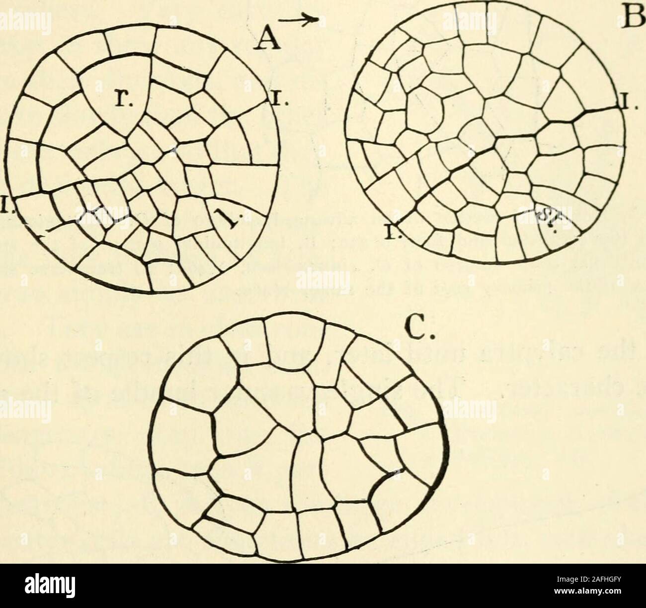 Archegonium hi-res stock photography and images - Alamy