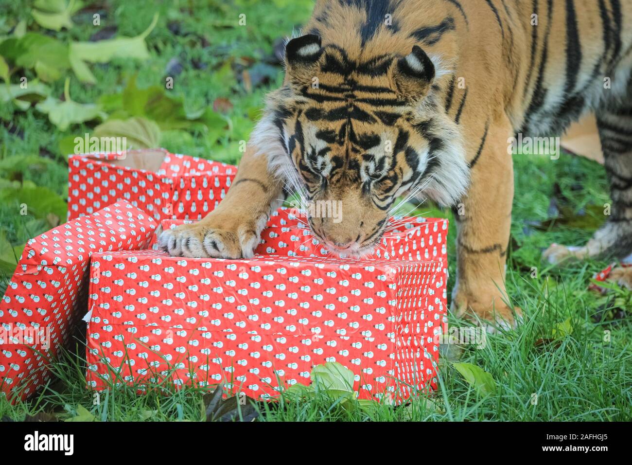 Tiger in zoos hi-res stock photography and images - Alamy