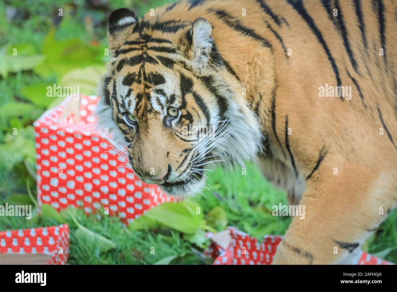 Christmas countdown at zsl hi-res stock photography and images - Alamy