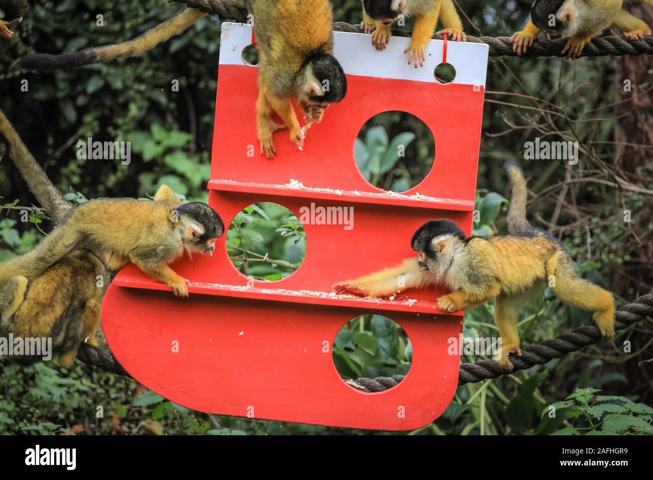 London 16th Dec 2019. The Zoo’s mischievous troop of Bolivian black ...