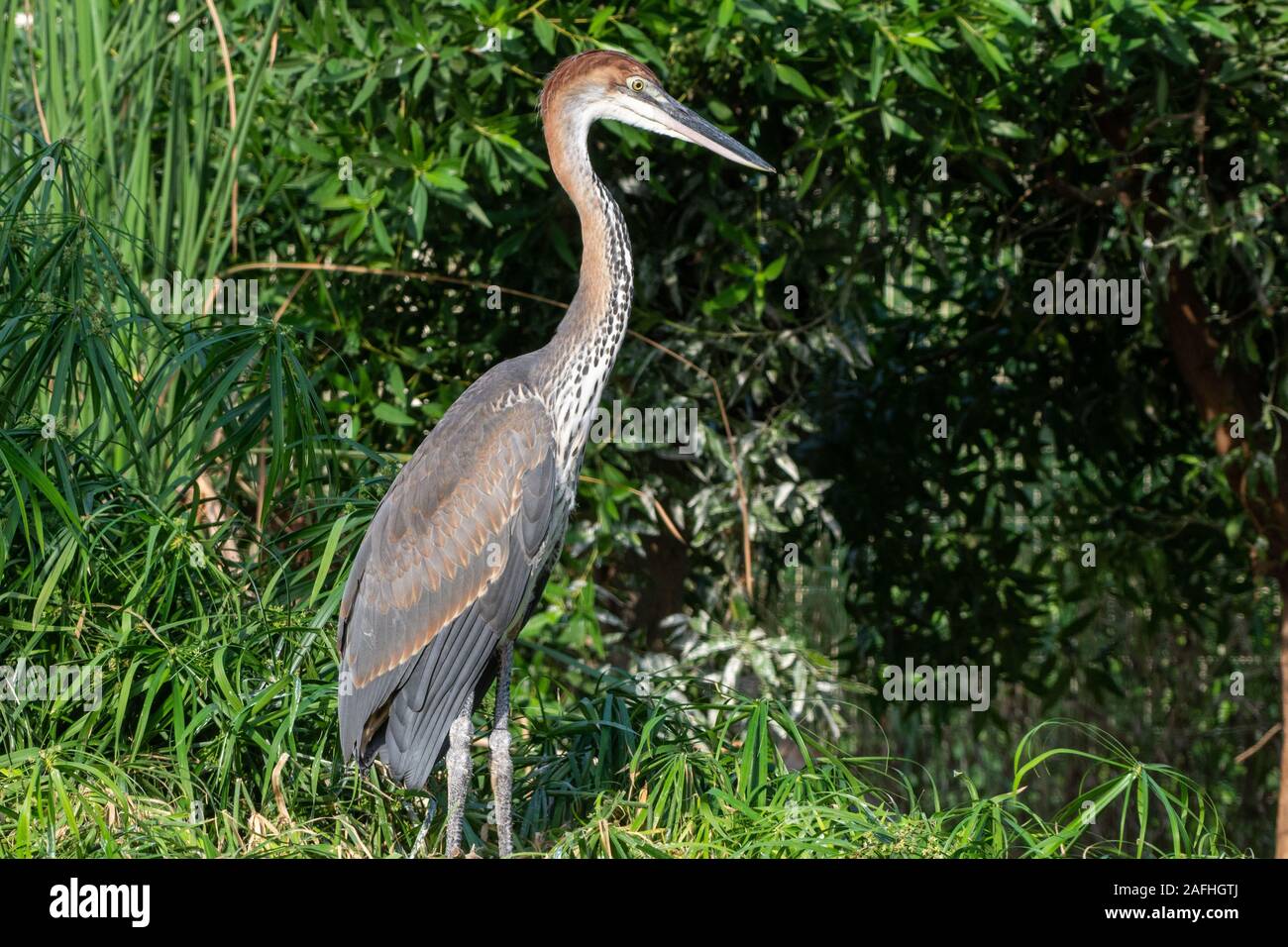 A Goliath heron (Ardea goliath), also known as the giant heron standing ...