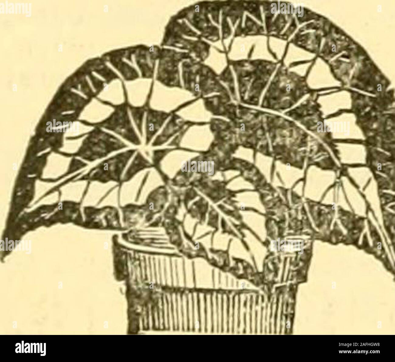 Rare beed hi-res stock photography and images - Alamy