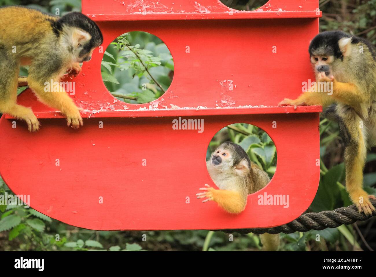 Christmas countdown at zsl hi-res stock photography and images - Alamy
