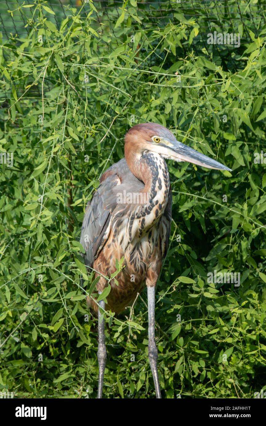A Goliath heron (Ardea goliath), also known as the giant heron crouched ...