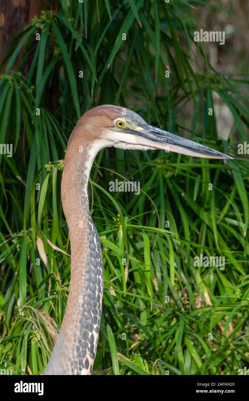 A Goliath heron (Ardea goliath), also known as the giant heron head and ...