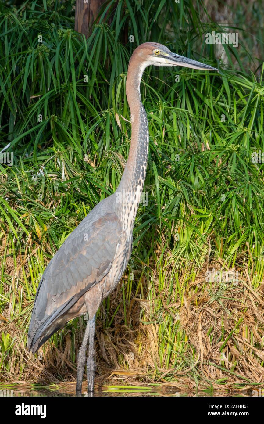 A Goliath heron (Ardea goliath), also known as the giant heron standing ...