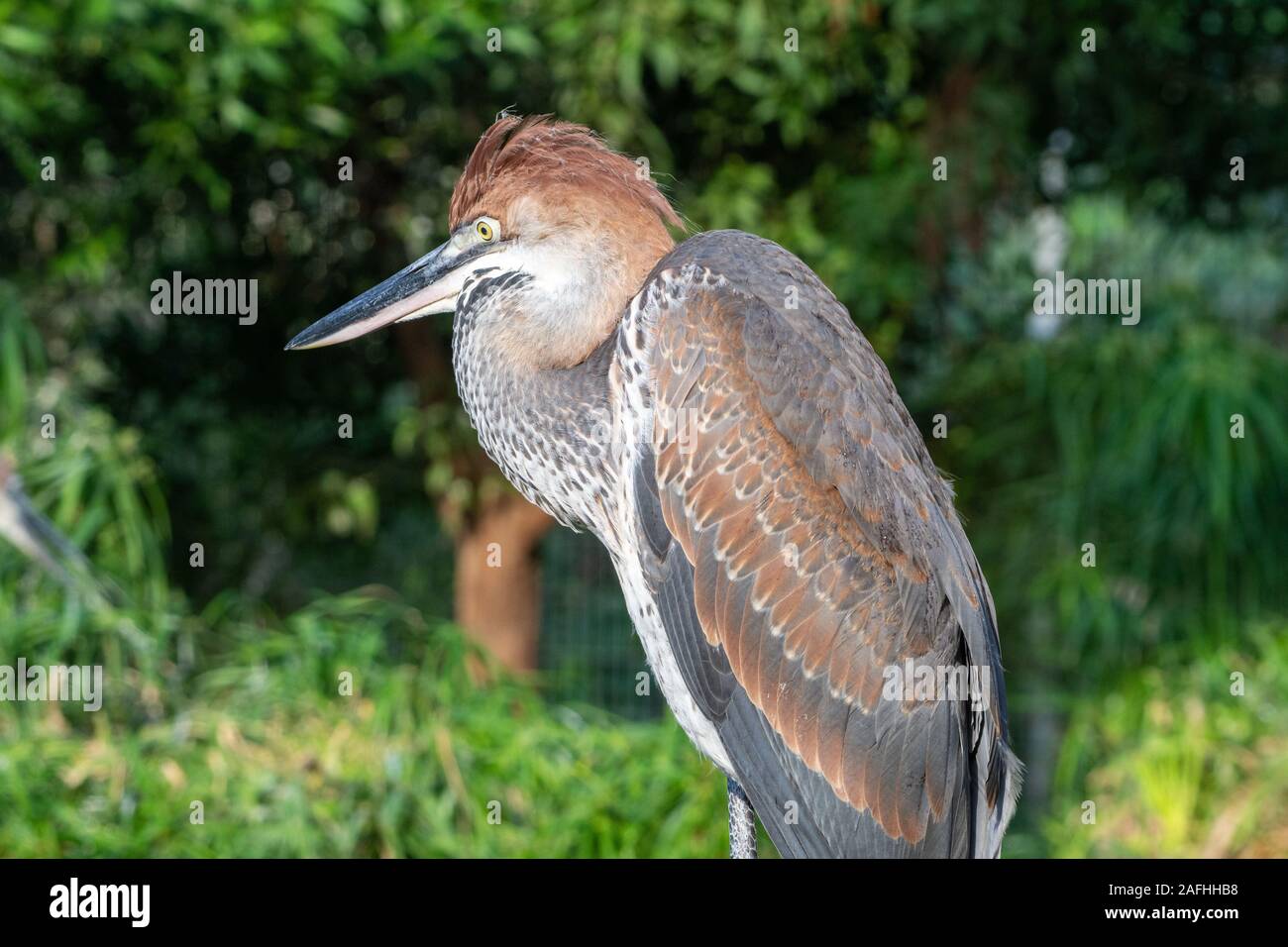 A Goliath heron (Ardea goliath), also known as the giant heron close up ...