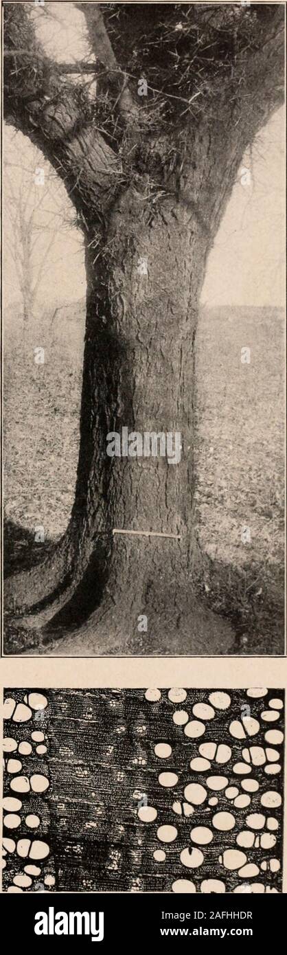 Gleditsia Aquatica High Resolution Stock Photography and Images - Alamy