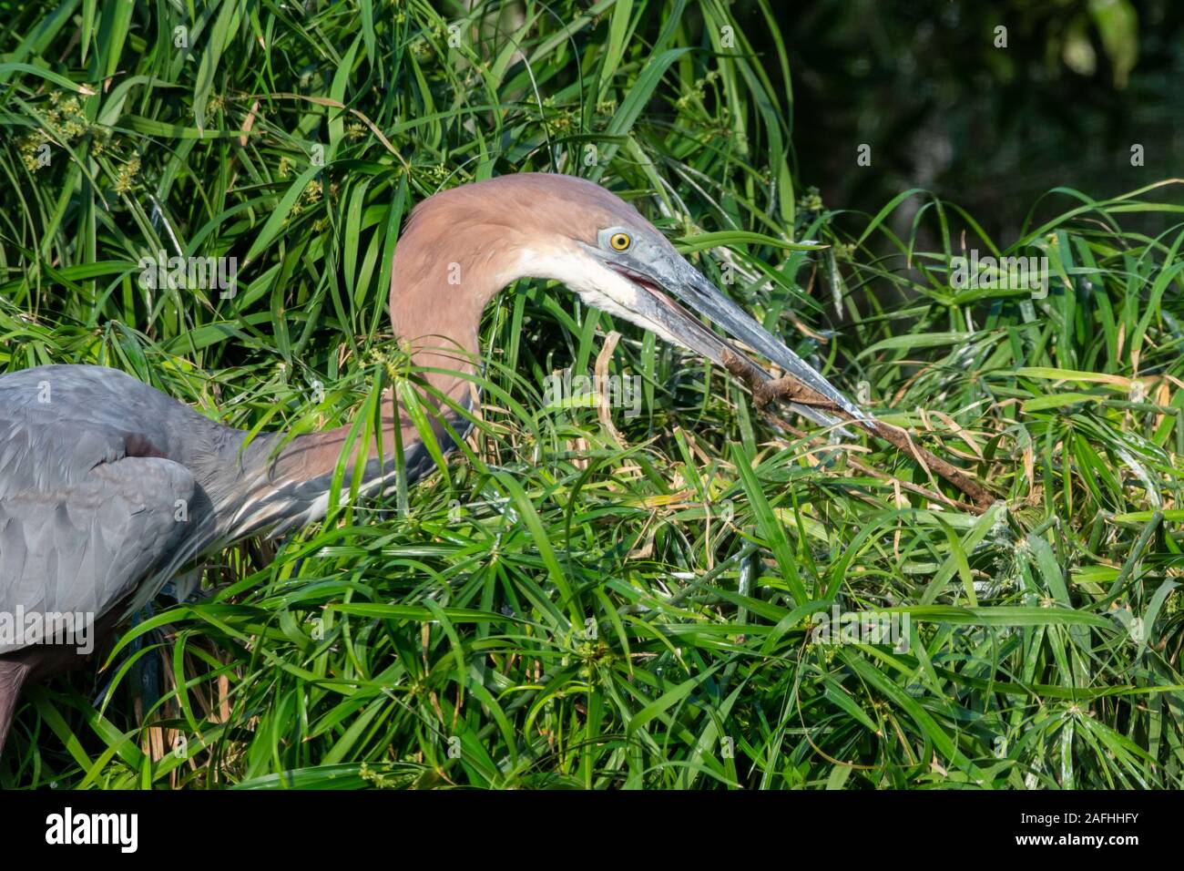 A Goliath heron (Ardea goliath), also known as the giant heron eating ...