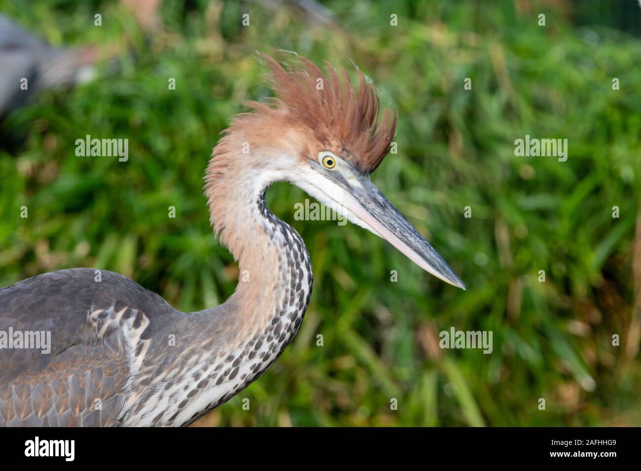 A Goliath heron (Ardea goliath), also known as the giant heron close up ...