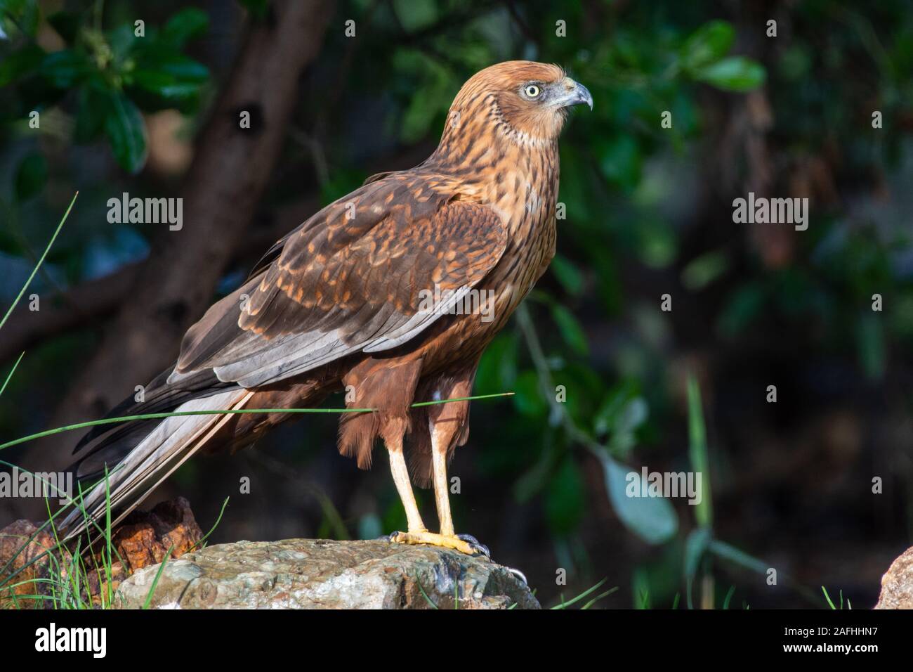 A close up of a female western marsh harrier (Circus aeruginosus) a ...