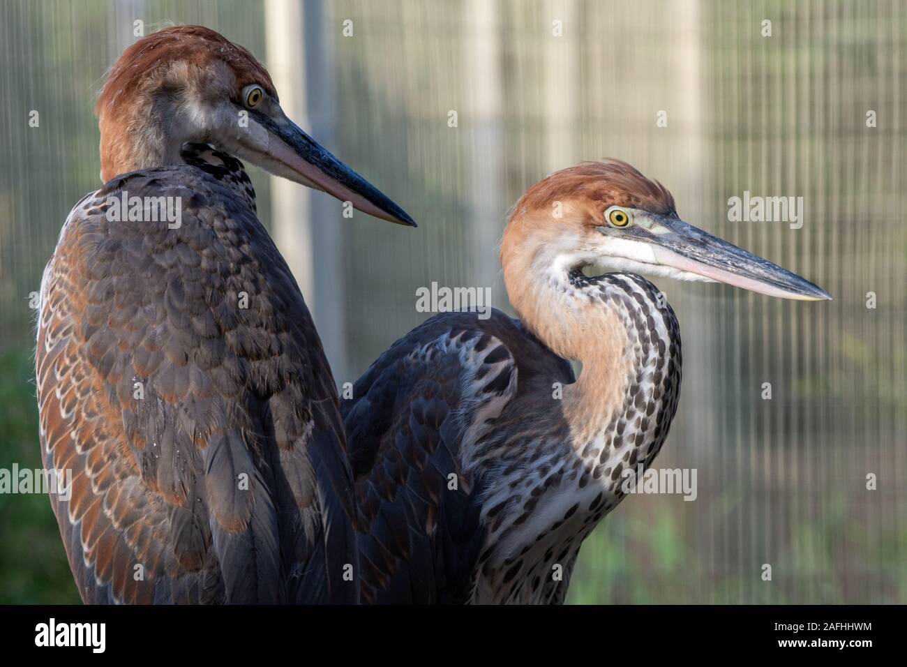 A pair of Goliath heron (Ardea goliath), also known as the giant heron ...