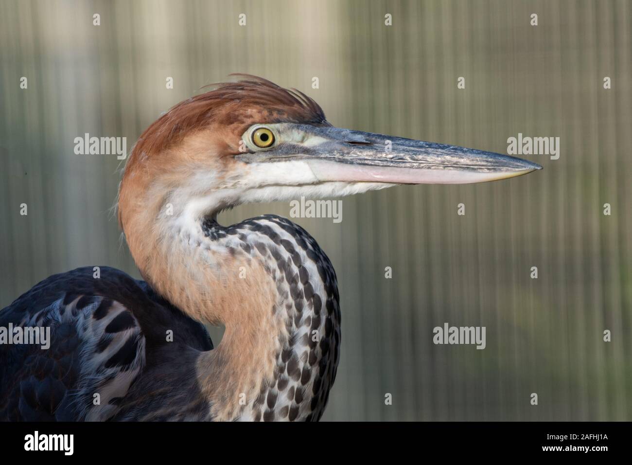 A Goliath heron (Ardea goliath), also known as the giant heron head ...
