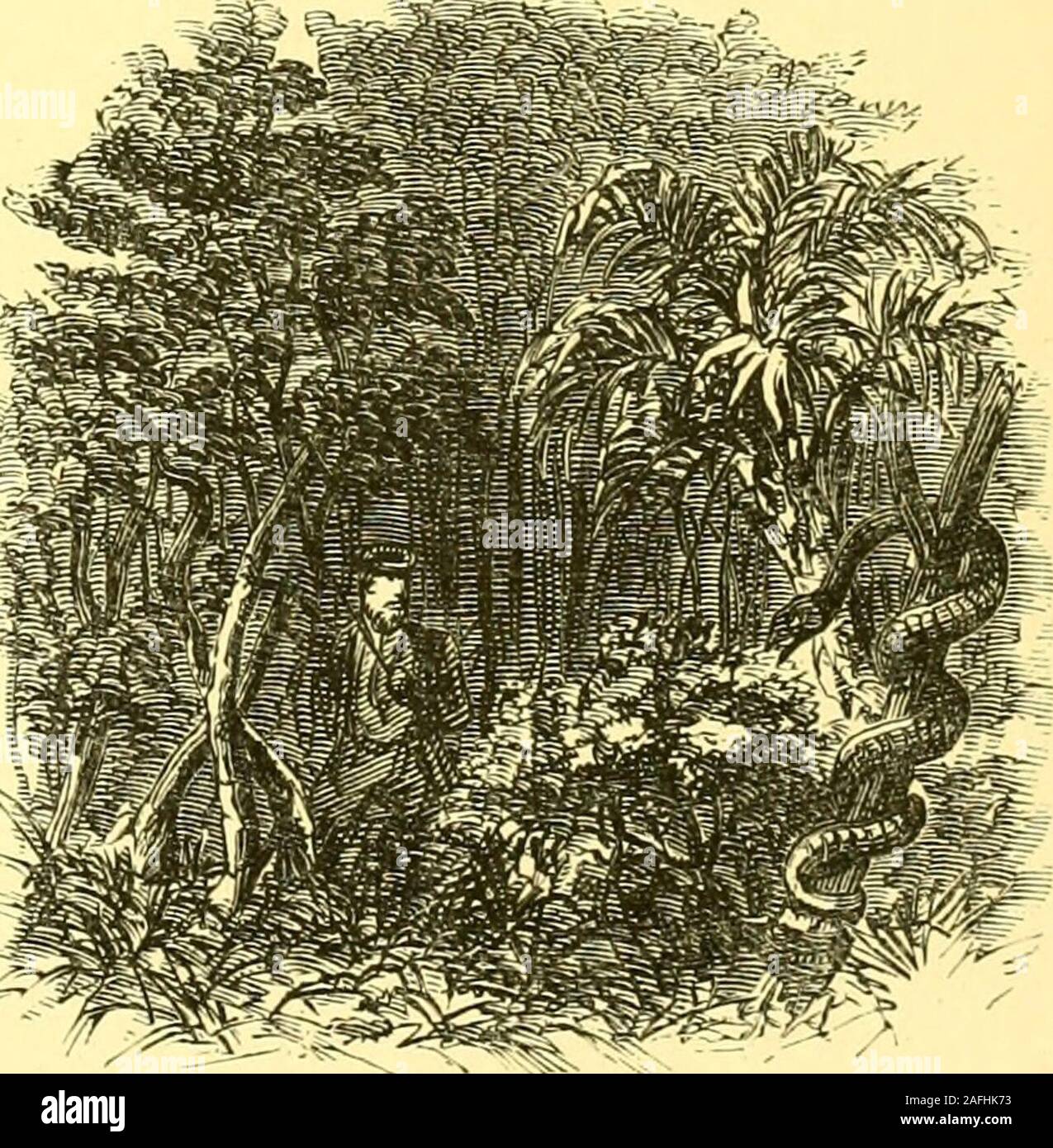 Samoan pig hi-res stock photography and images - Alamy