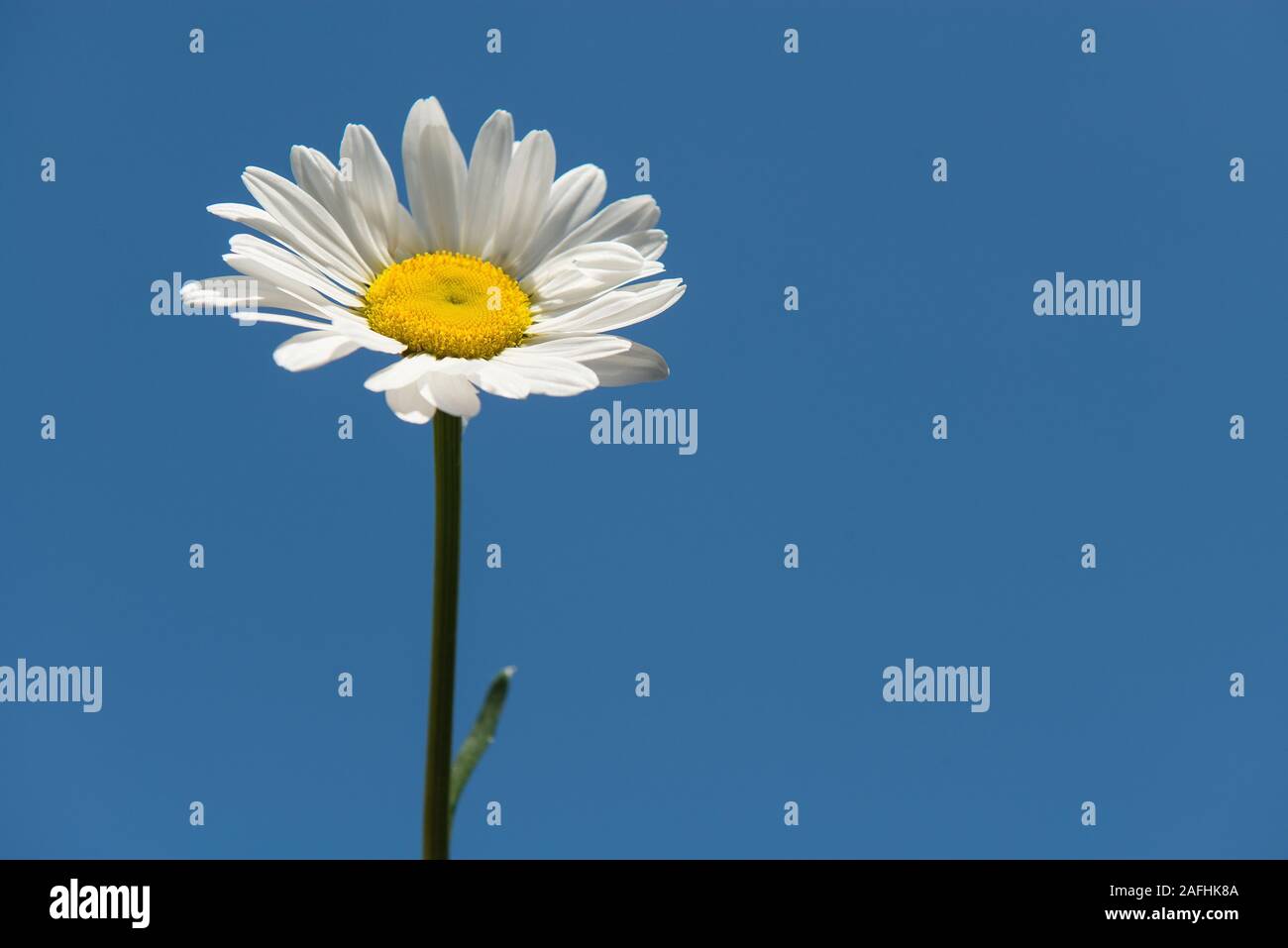 Blooming daisy flower head on a blue sky background with copy space ...