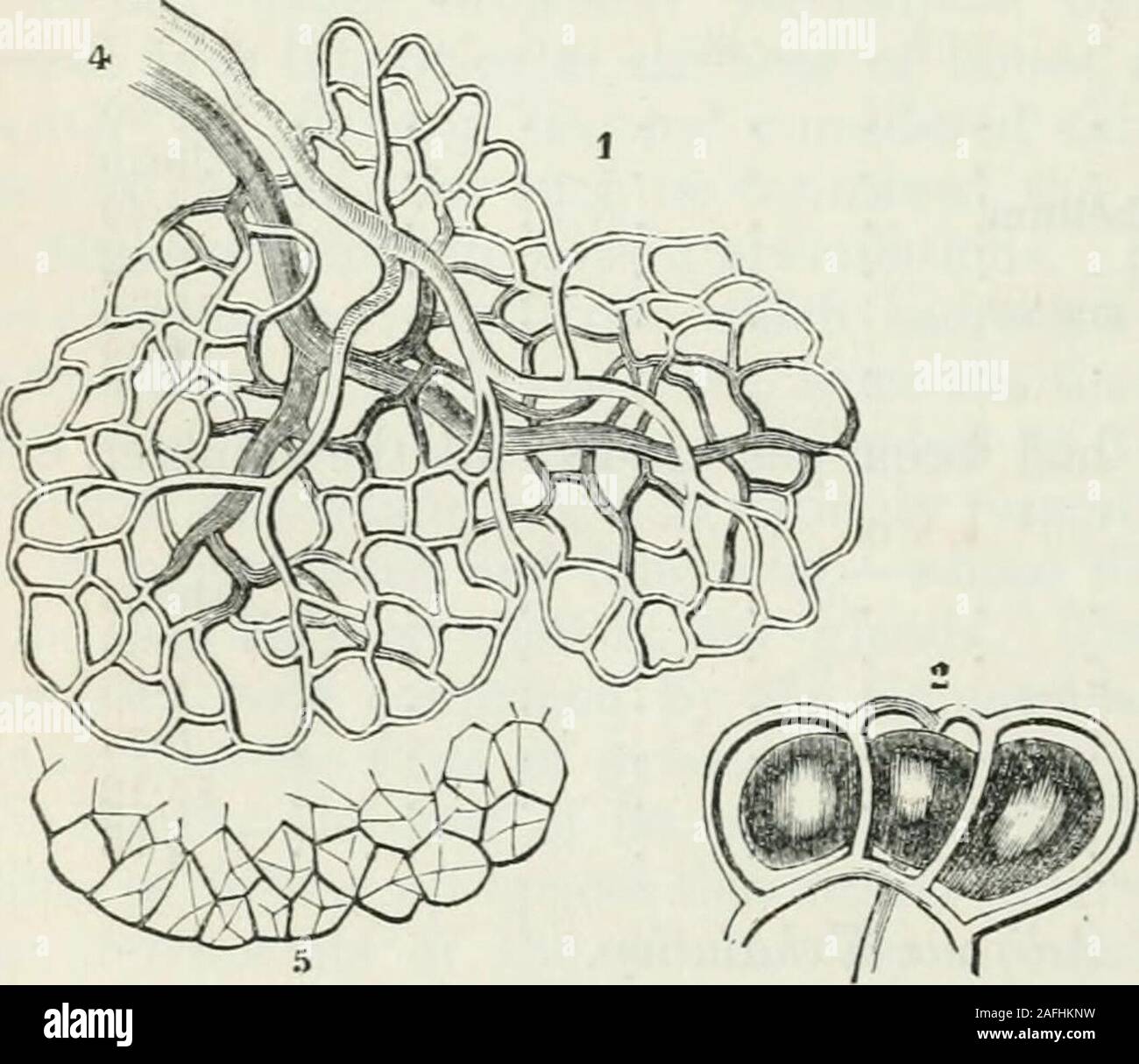 . Human physiology. sacs without apertures, in theinterior of which are ...