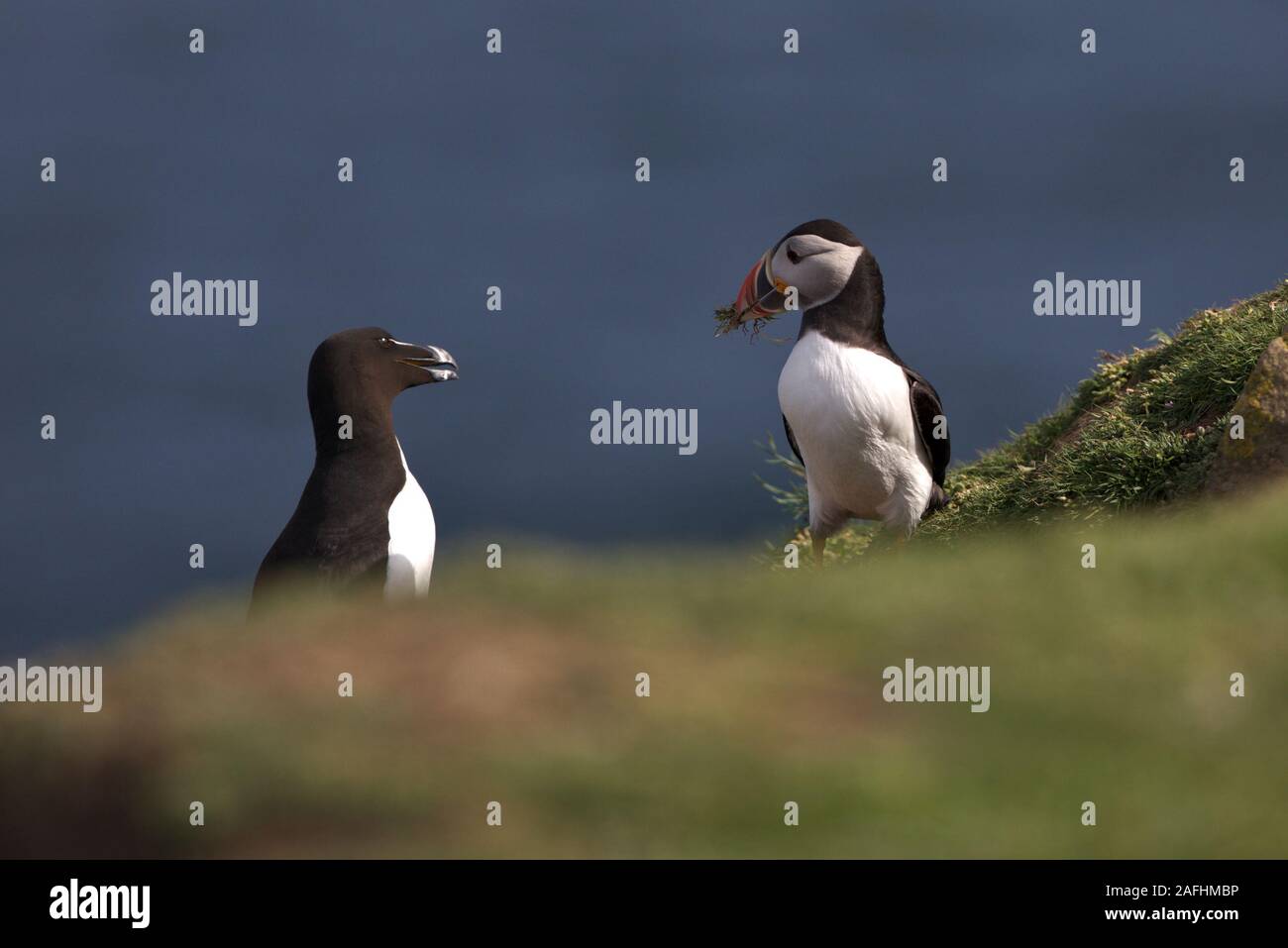 A nesting puffin has an encounter with a razorbill on the Saltee ...