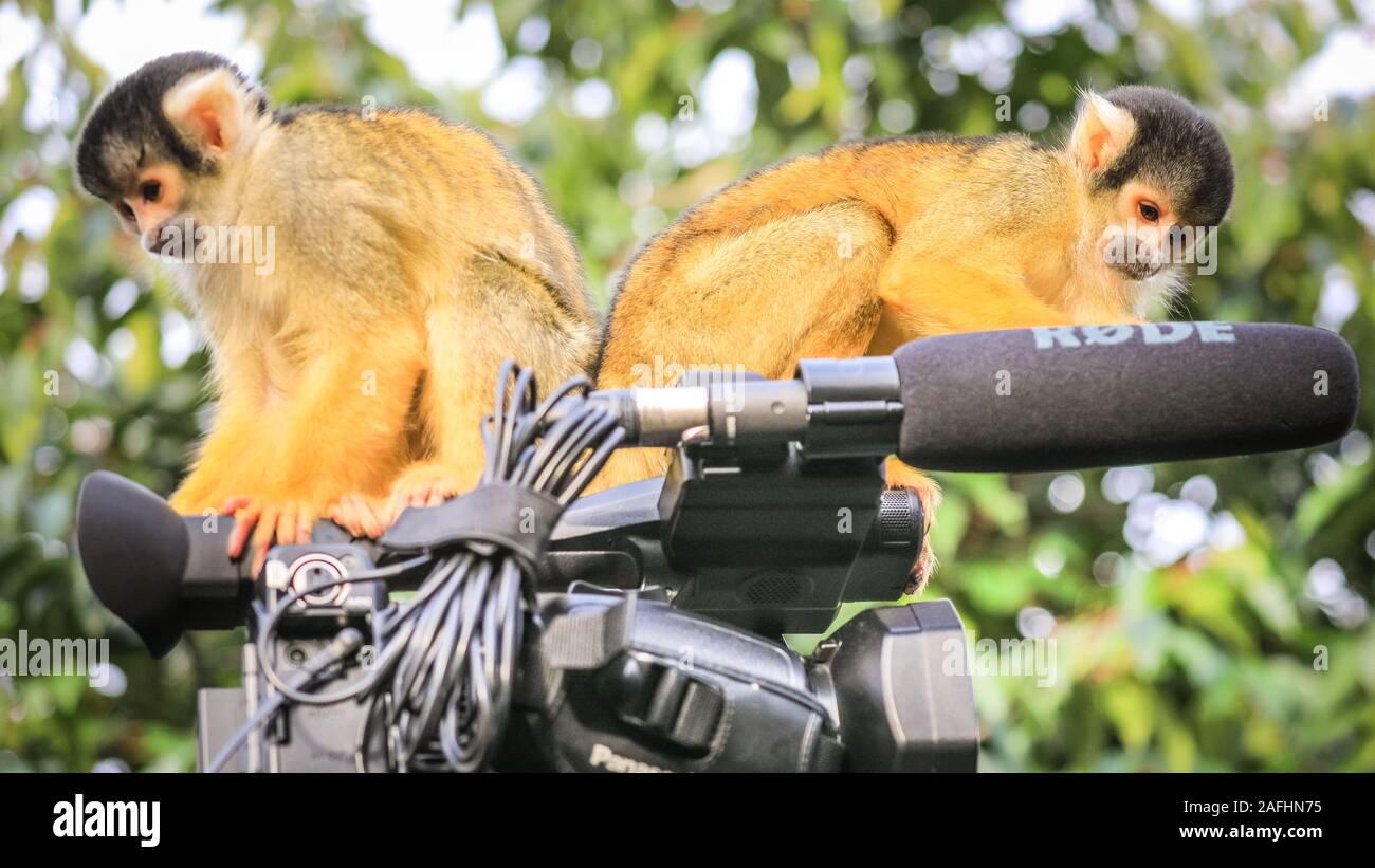 Monkey brain hi-res stock photography and images - Alamy