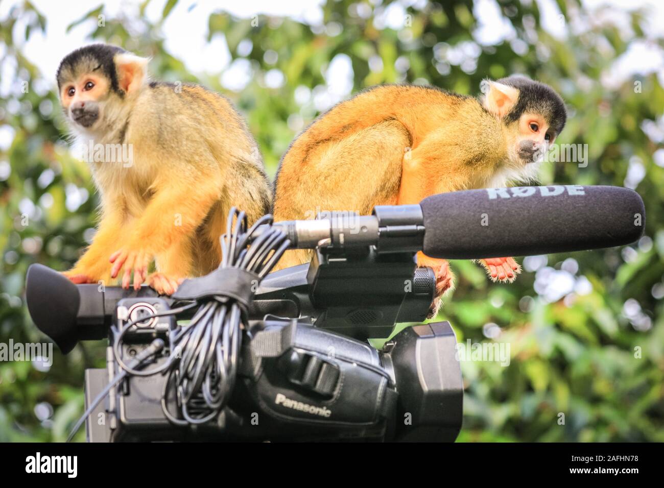 London 16th Dec 2019. The Zoo's mischievous troop of Bolivian black ...