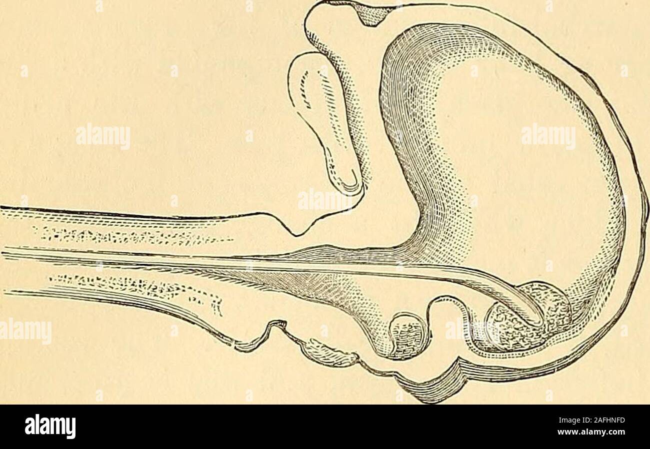 Sound bladder hi-res stock photography and images - Alamy