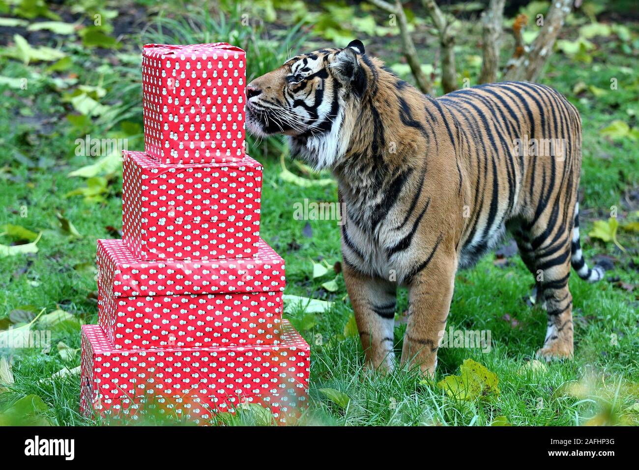 Sumatran tiger Asim investigates festive treats of turkey wings at ZSL ...
