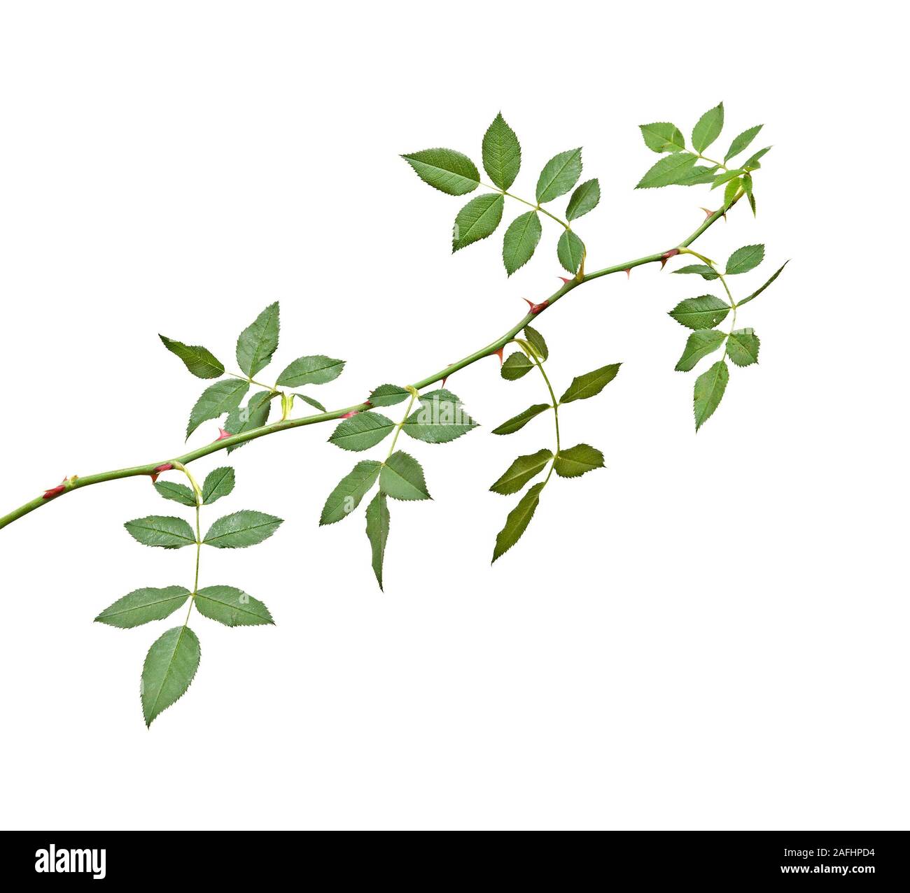Rose branch isolated on white background Stock Photo - Alamy
