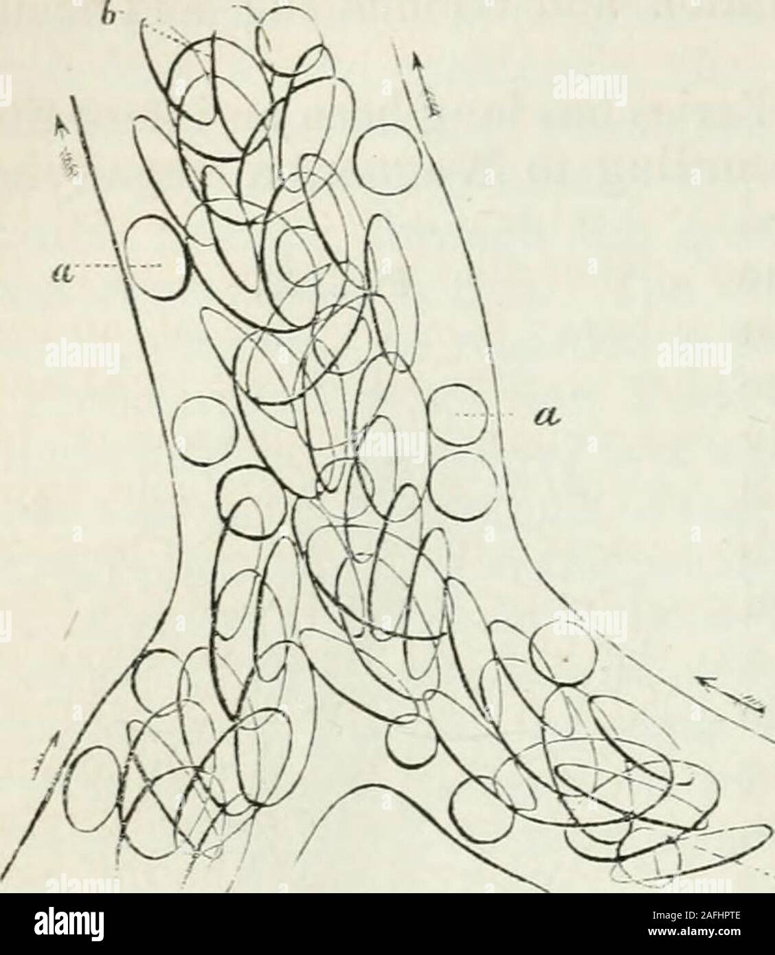 Systemic circulation hi-res stock photography and images - Alamy