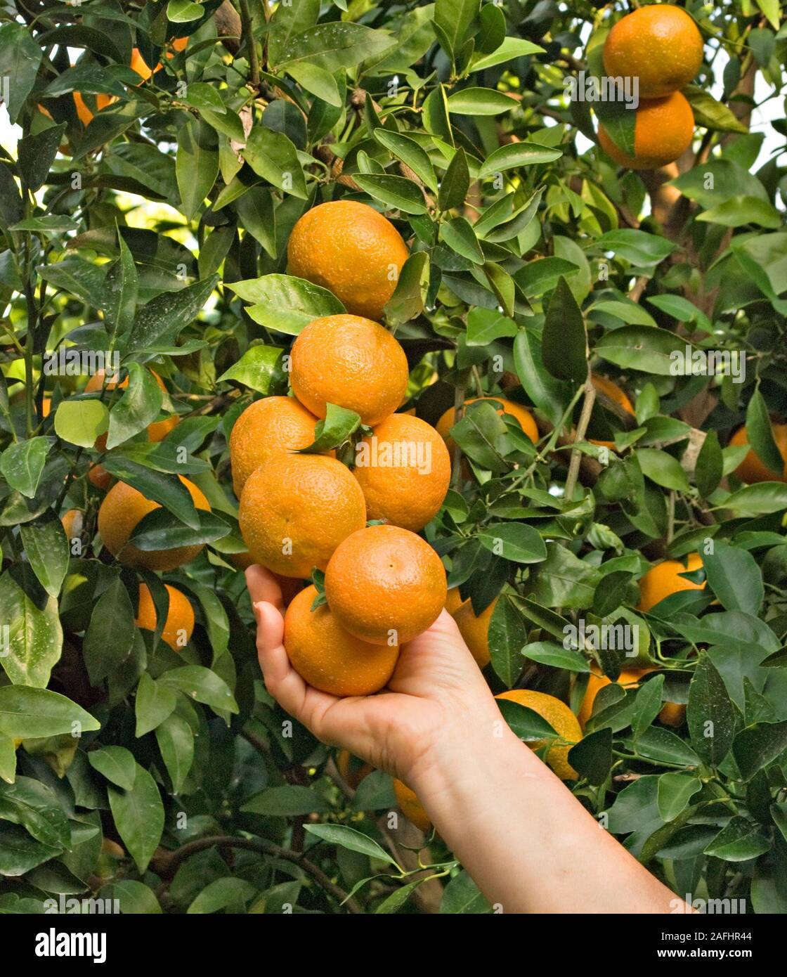 Tangerine trees at season of harvest Stock Photo - Alamy