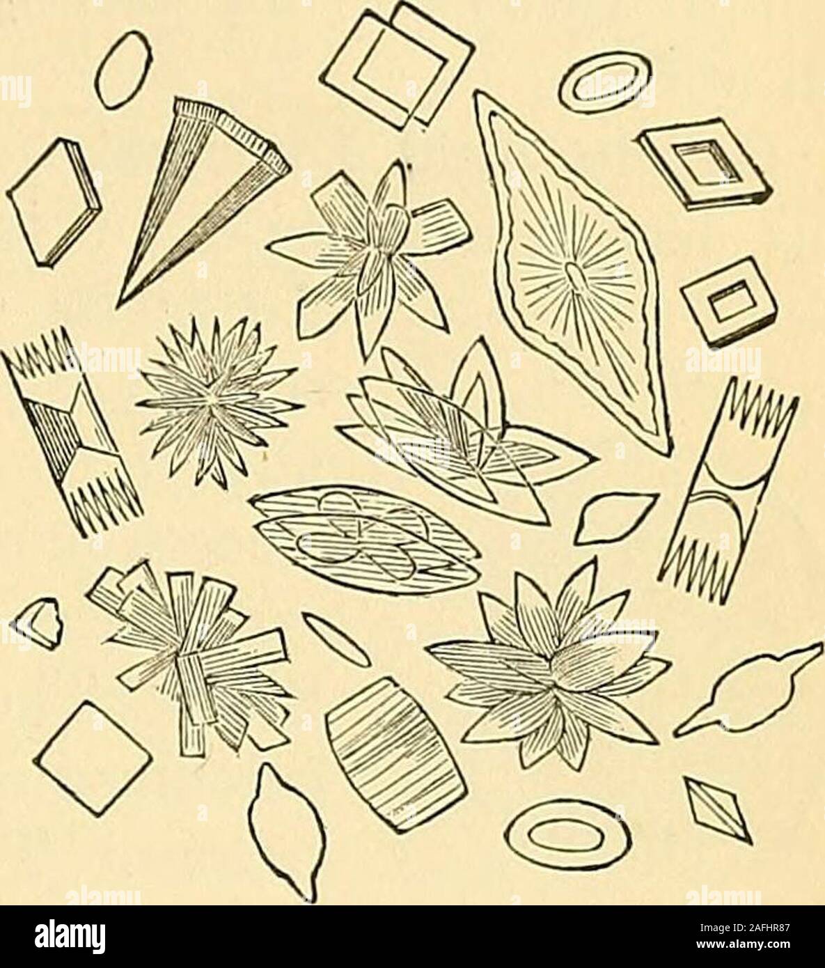 . The principles and practice of surgery. cid Diathesis.—Uric acid ...