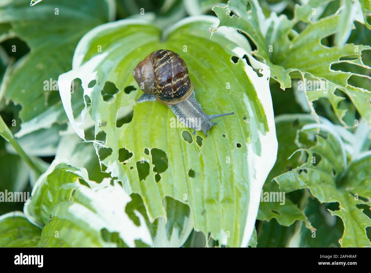 Damage of the leaves hi-res stock photography and images - Alamy