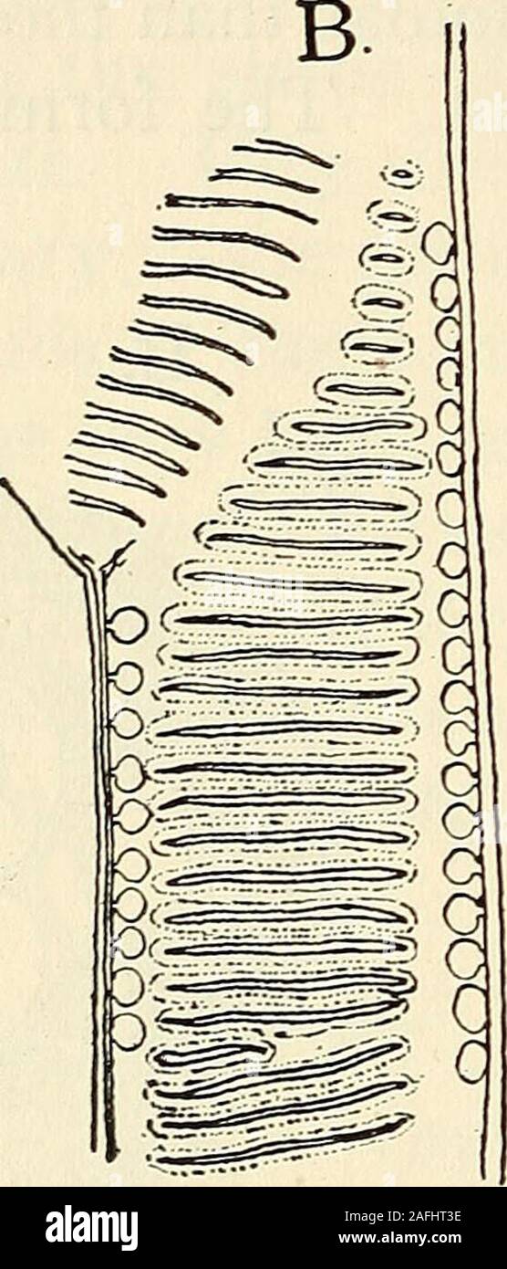 . The structure and development of mosses and ferns (Archegoniatae ...