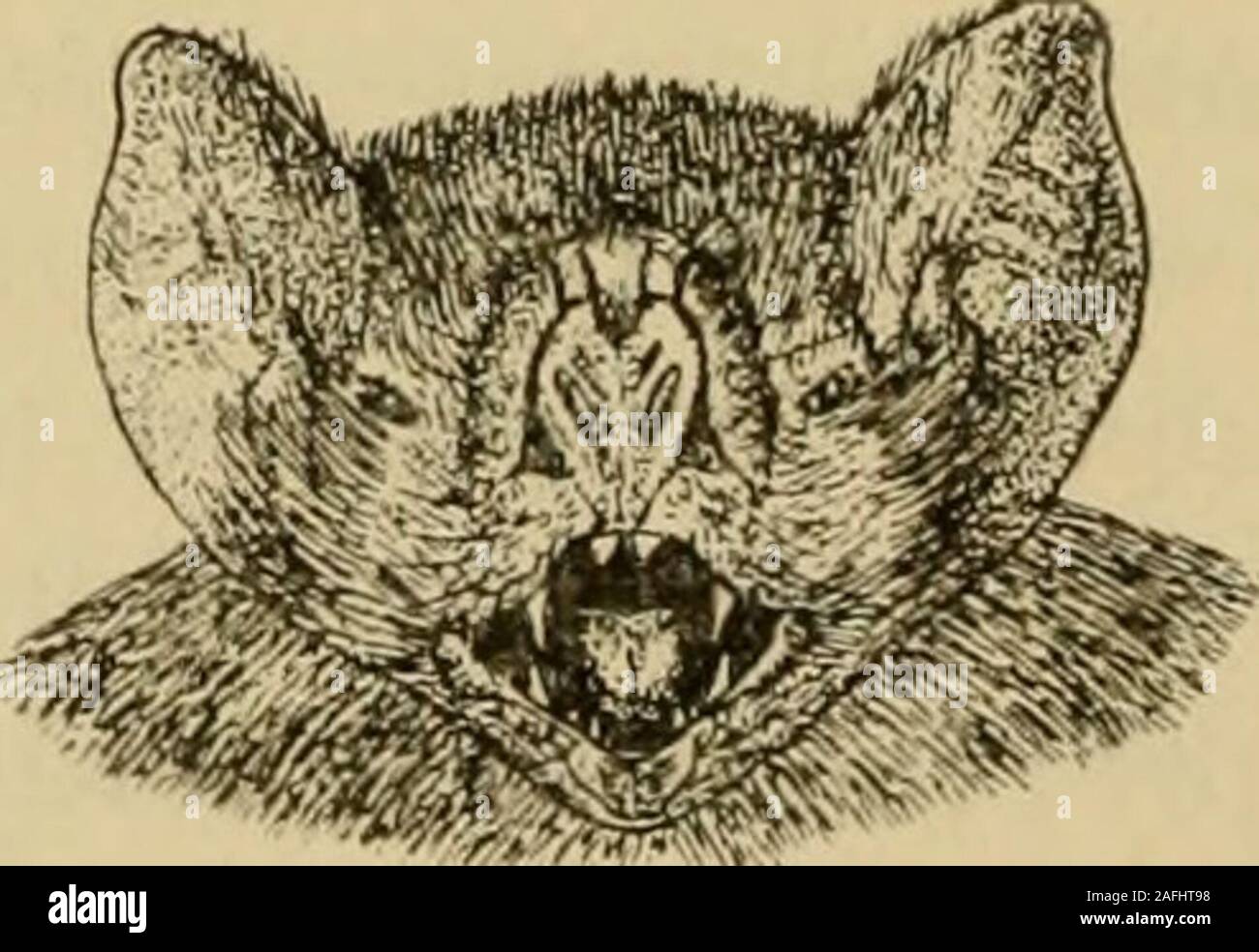 Short stumpy hi-res stock photography and images - Alamy