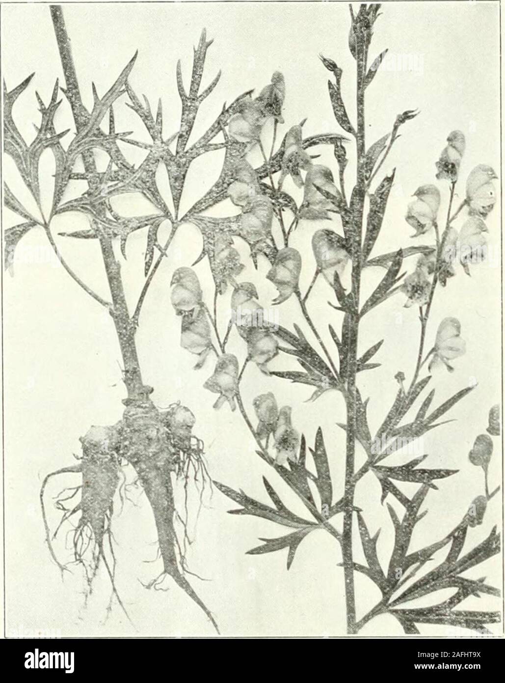 Henbane oil hi-res stock photography and images - Alamy