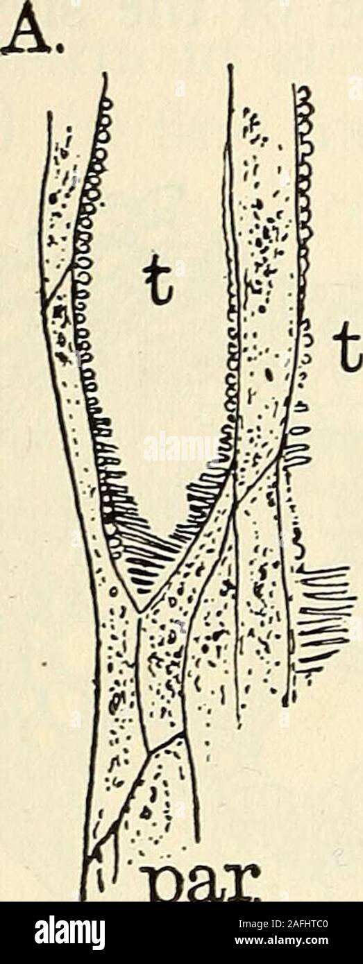 Phloem sieve plates hi-res stock photography and images - Alamy