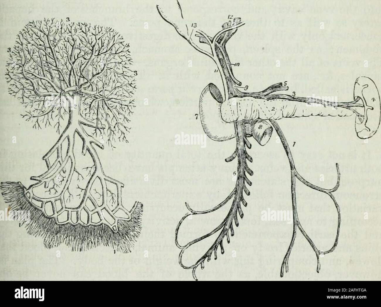 Vasa vasorum hi-res stock photography and images - Alamy