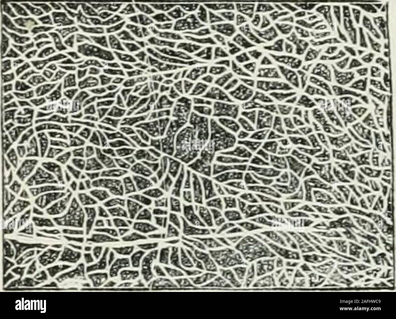 . Human physiology. ameters. The superficial network of capillaries is ...