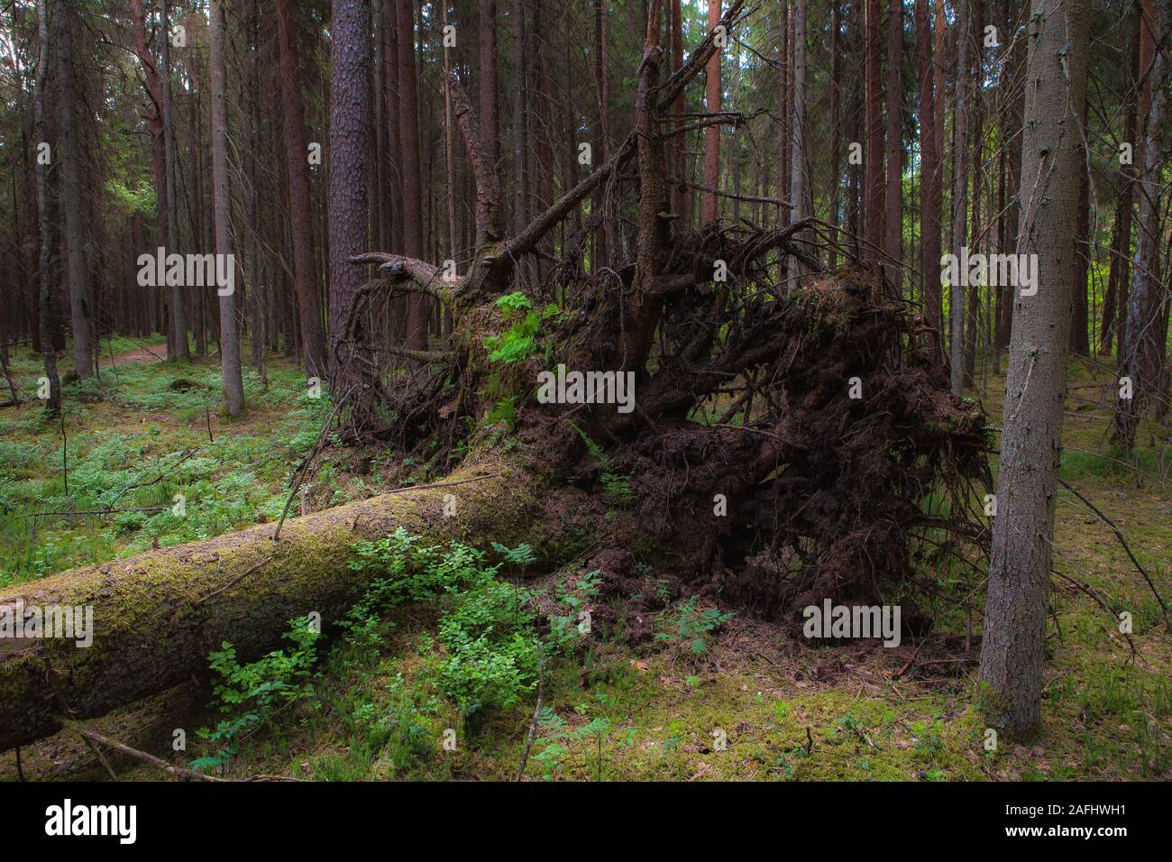 Pine tree trunks, young and old fallen trees in the wood Stock Photo ...