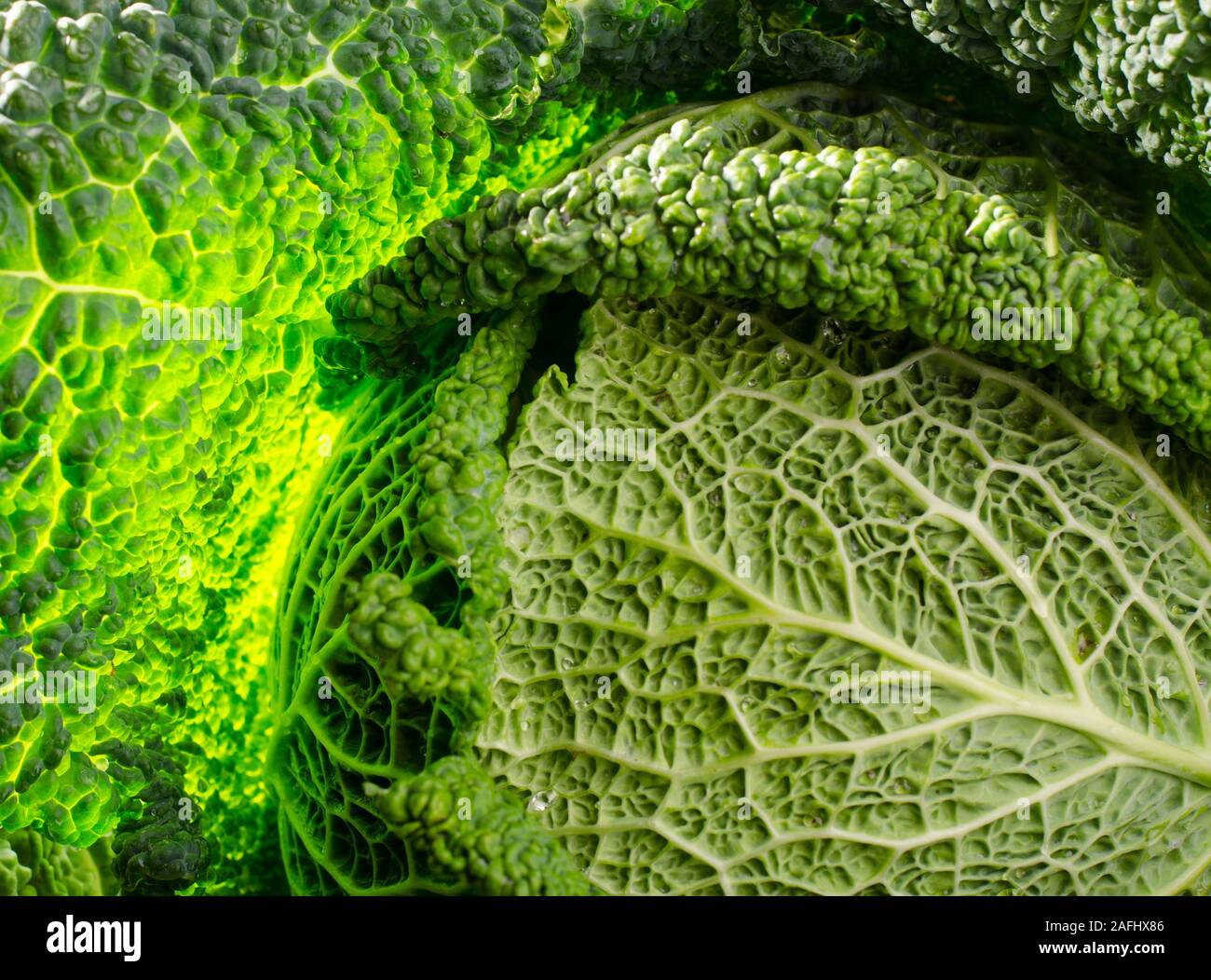 Beautiful Ripe Fresh Green Savoy cabbage isolated on white background ...