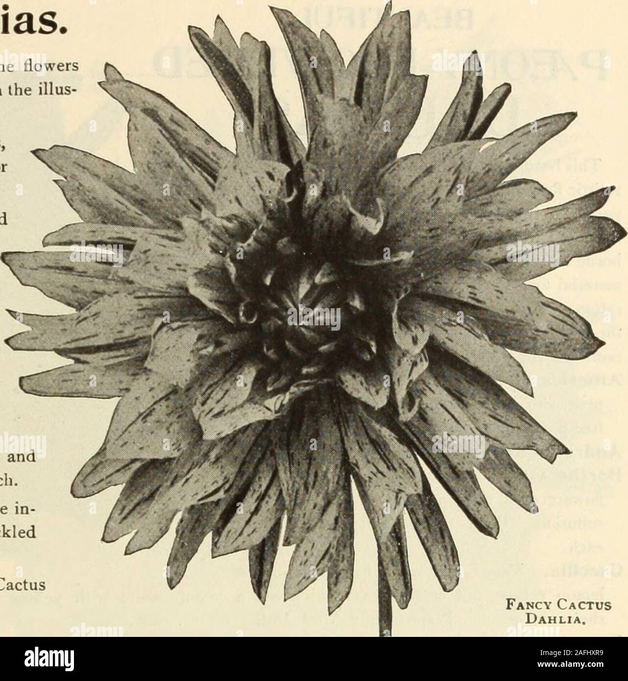 Pale lemon rose petals hi-res stock photography and images - Alamy