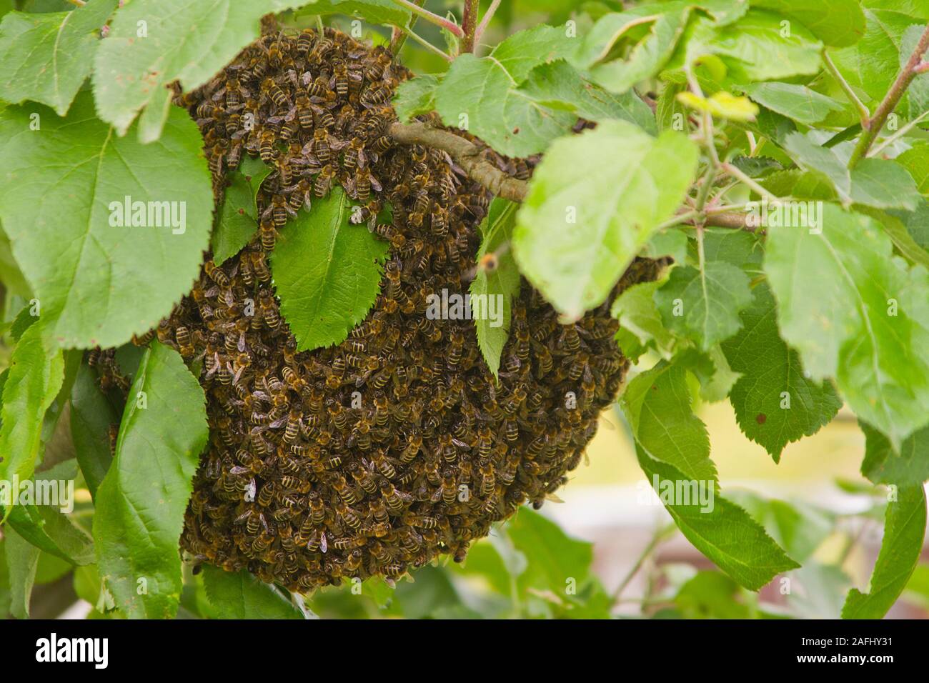 swarm of bees builds honeycomb, Pranjani, Serbia Stock Photo - Alamy