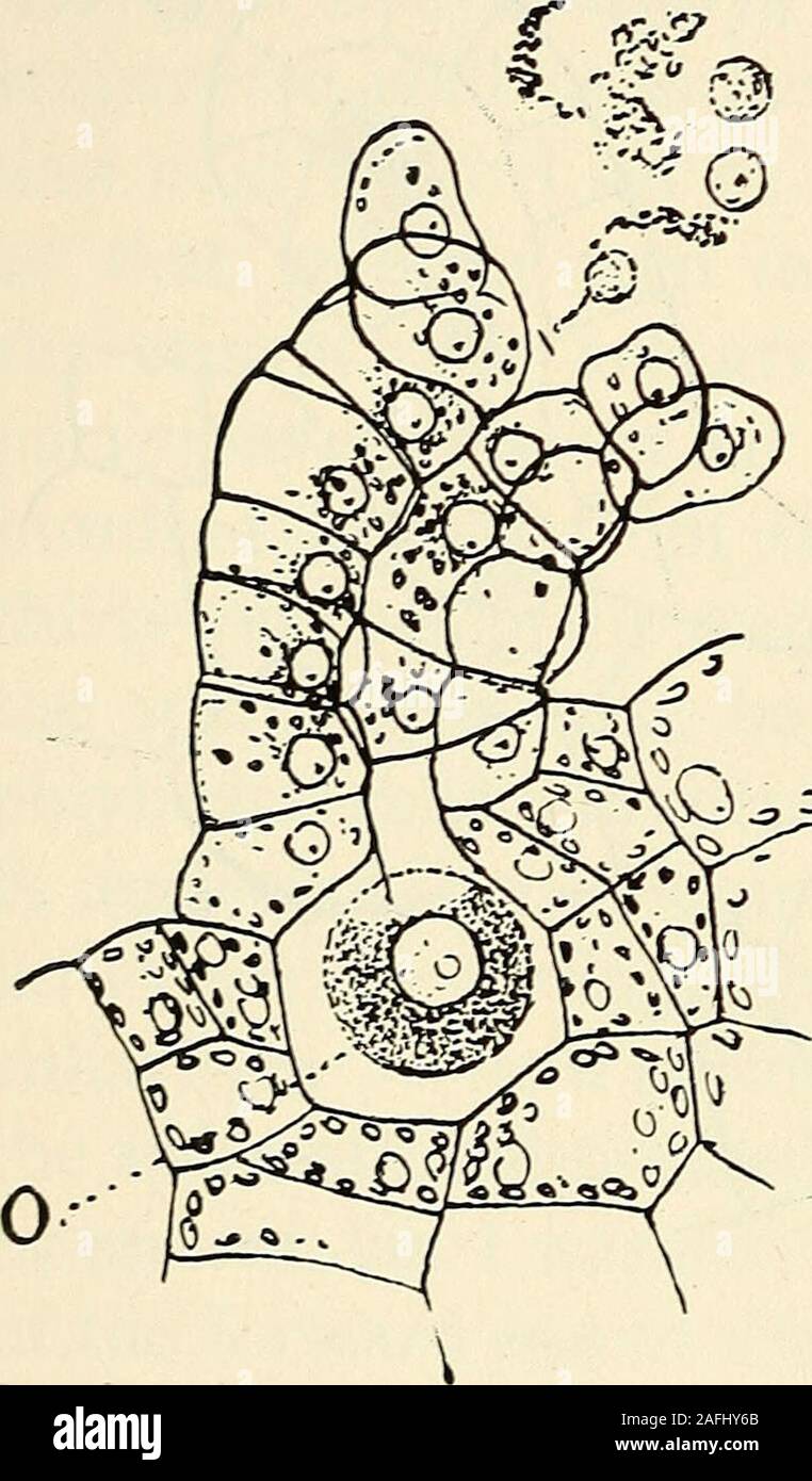 Notothylas hi-res stock photography and images - Alamy