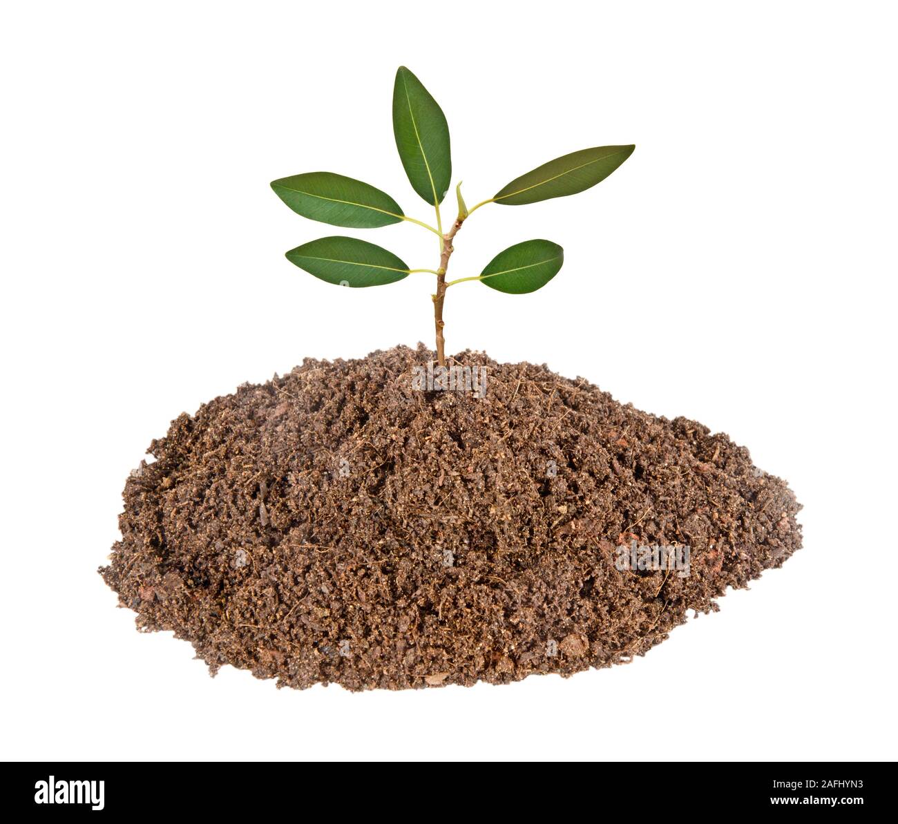 sapling growing from soil Stock Photo - Alamy